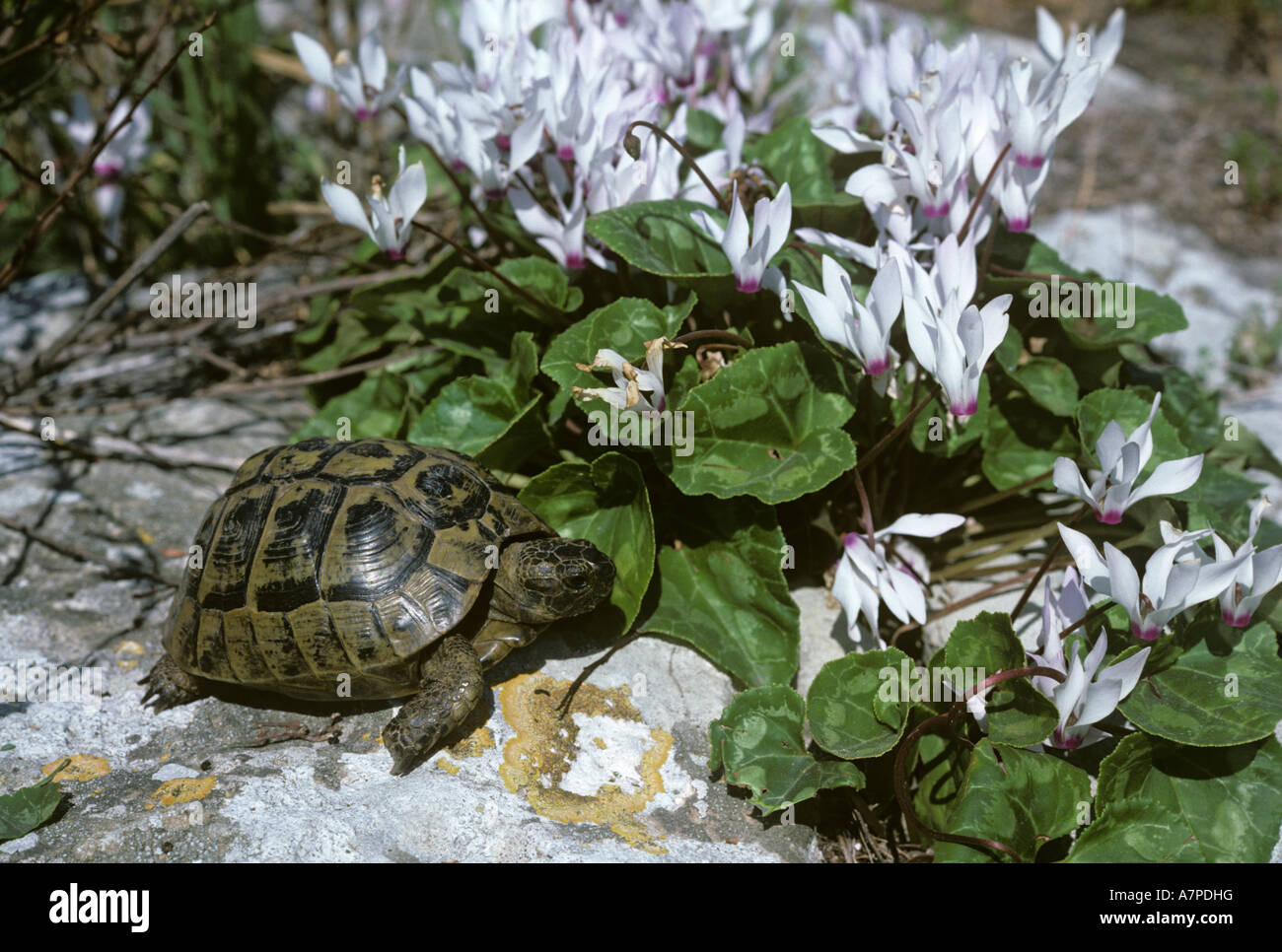 Spur thighed or Greek tortoise Testudo graeca Testudinidae among wild ...