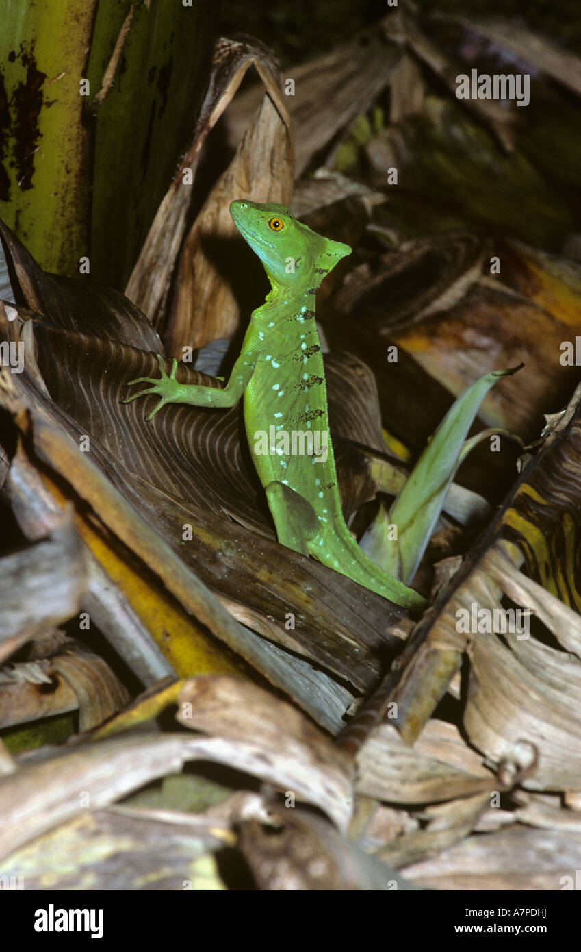 Plumed basilisk lizard Basiliscus plumifrons Costa Rica Stock Photo - Alamy