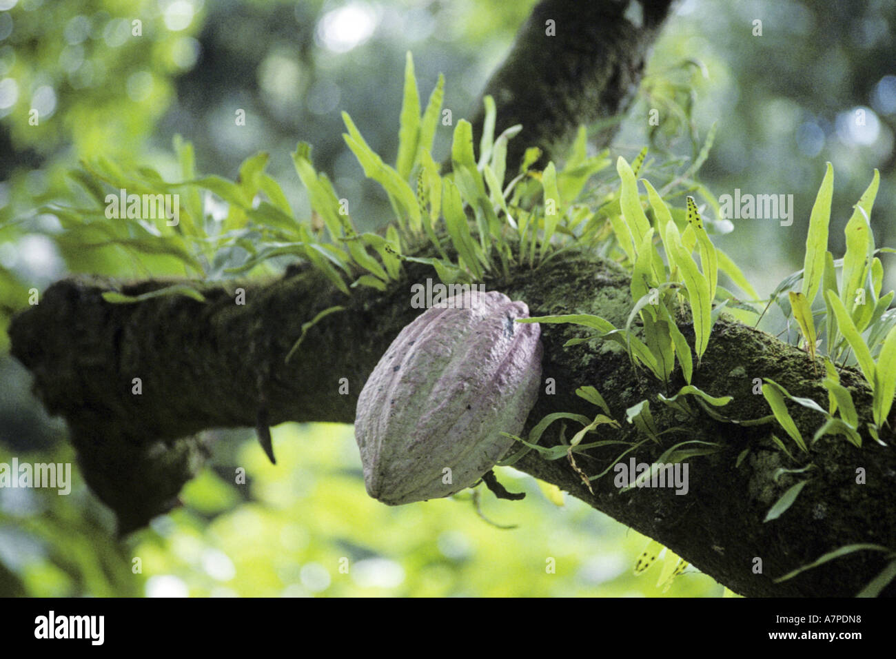 Cocao trees hi-res stock photography and images - Alamy