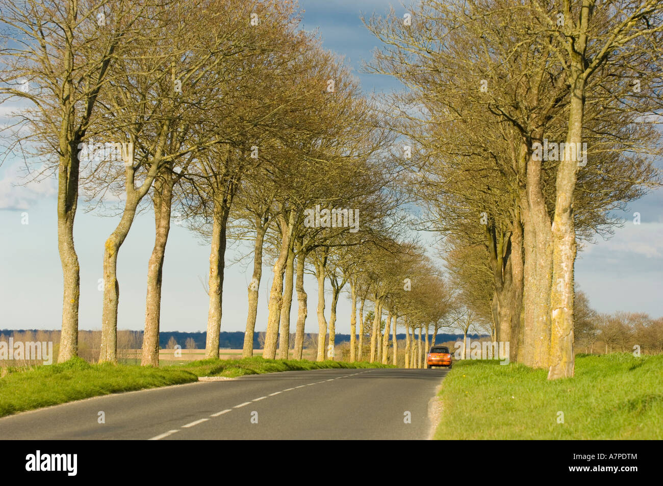 Citroen car driving down a tree lined road in the Bay of the Somme in ...