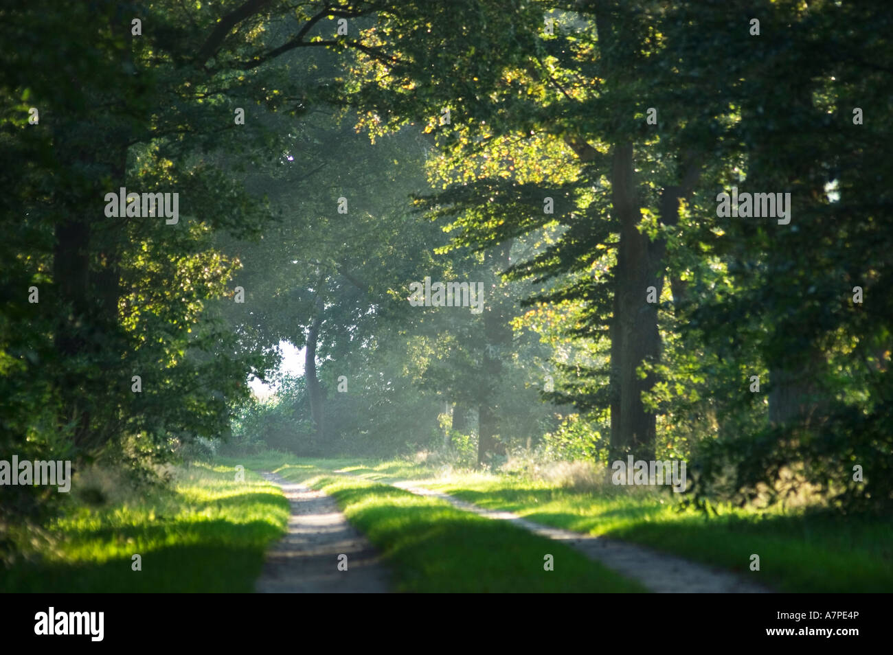 Mysterious path leading distance hi-res stock photography and images ...
