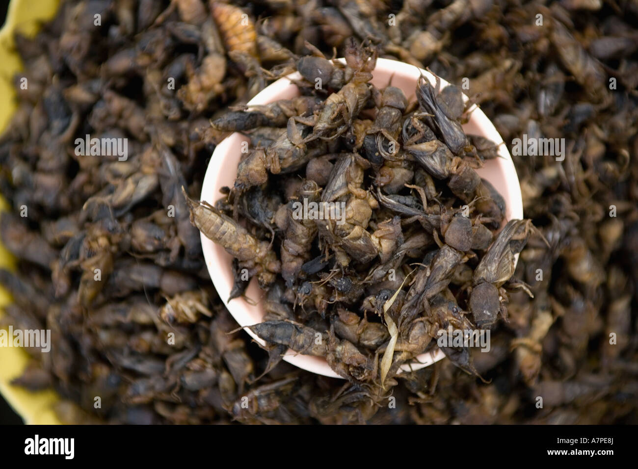 Insects for sale at a street market in Chiang Mai Thailand Stock Photo ...