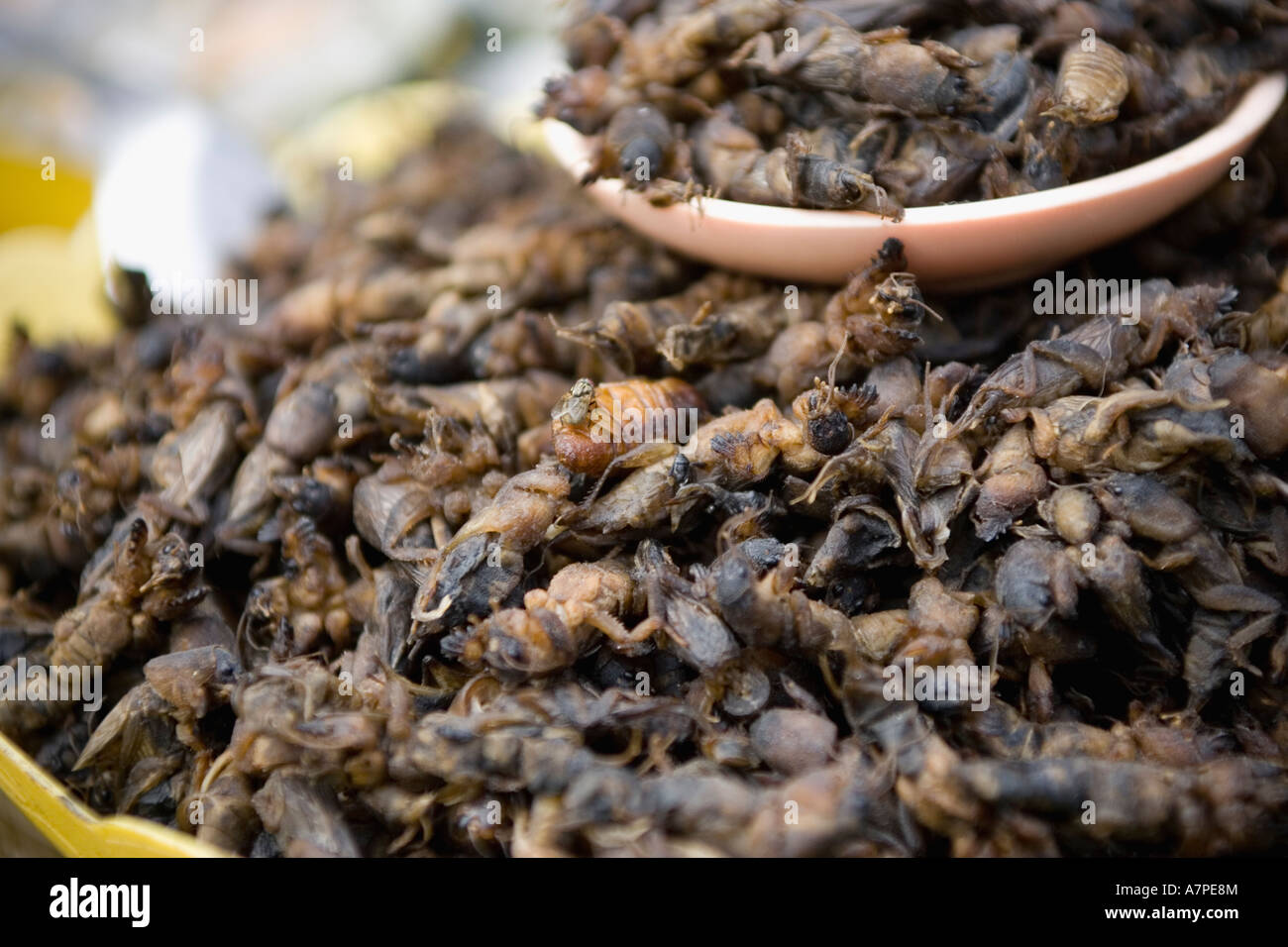 Insects for sale at a street market in Chiang Mai Thailand Stock Photo ...