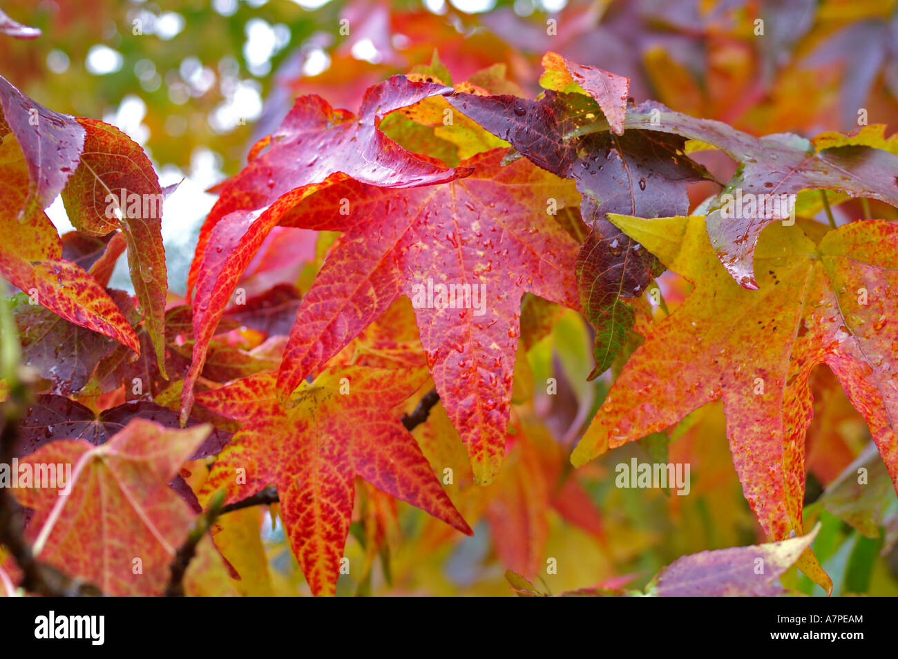 american sweetgum Liquidambar styraciflua amber (ambar) tree Stock ...