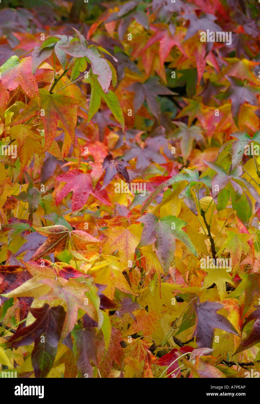 Color ambar hi-res stock photography and images - Alamy