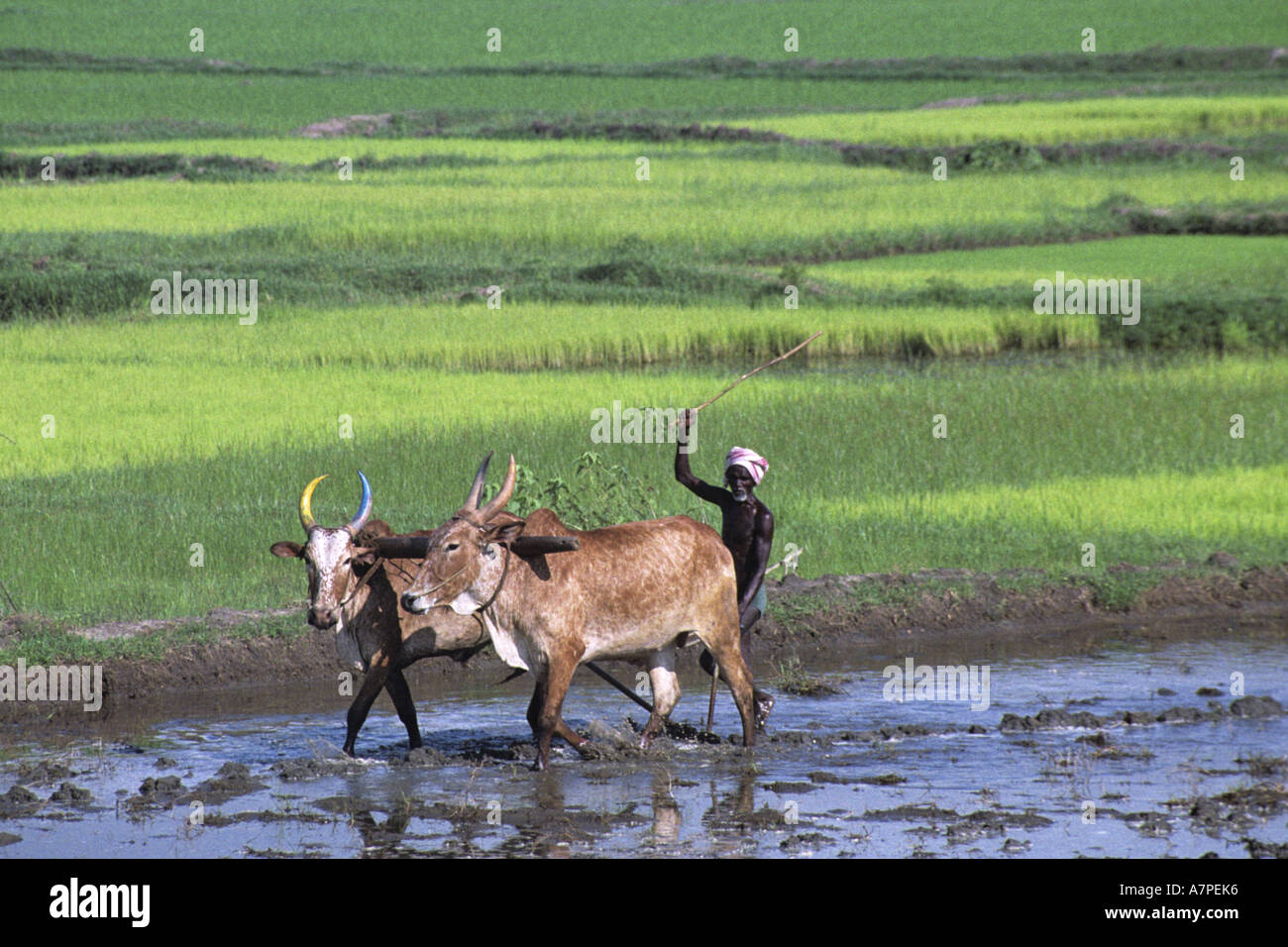 Rice fields of tamil nadu hi-res stock photography and images - Alamy