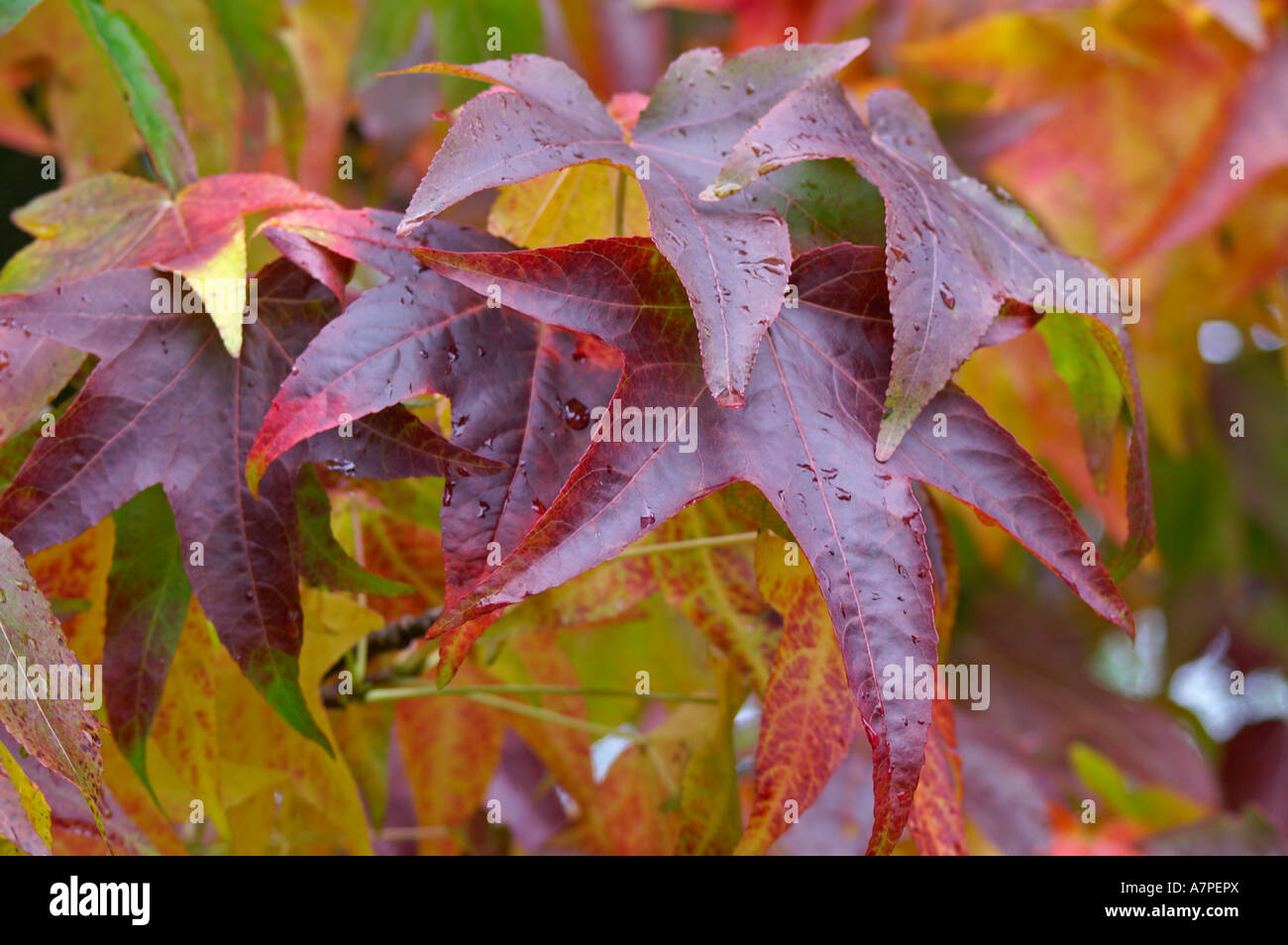 Liquidambar styraciflua vibrant hi-res stock photography and images - Alamy
