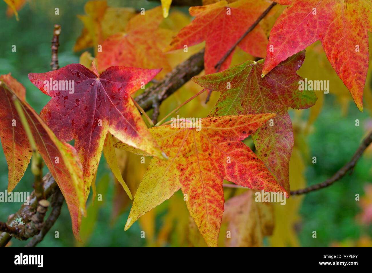 Liquidambar styraciflua vibrant hi-res stock photography and images - Alamy
