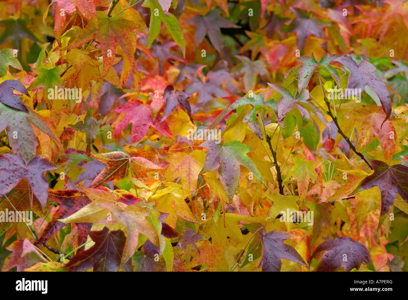 Liquidambar styraciflua vibrant hi-res stock photography and images - Alamy