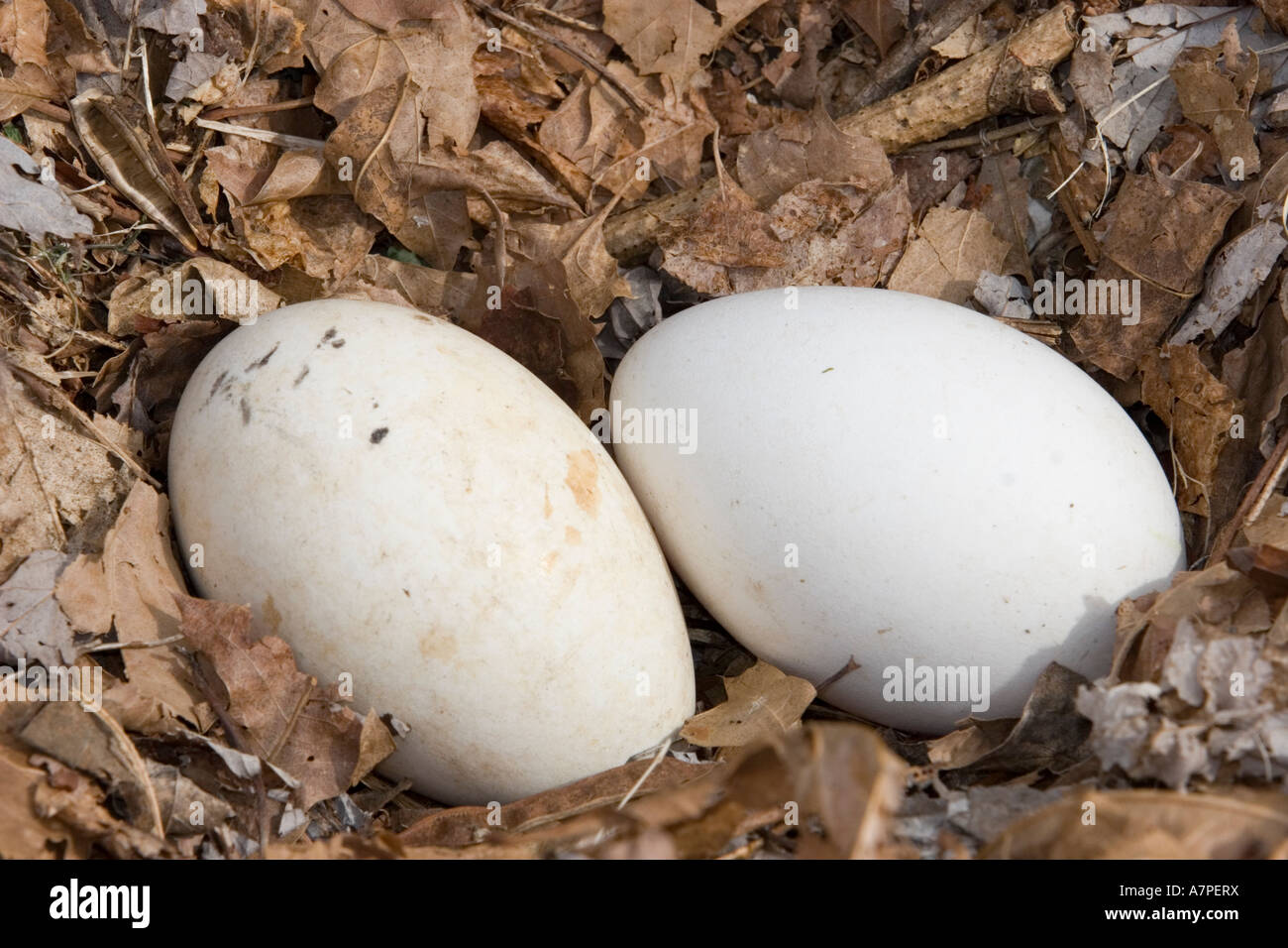 Nesting canada goose egg hi-res stock photography and images - Alamy
