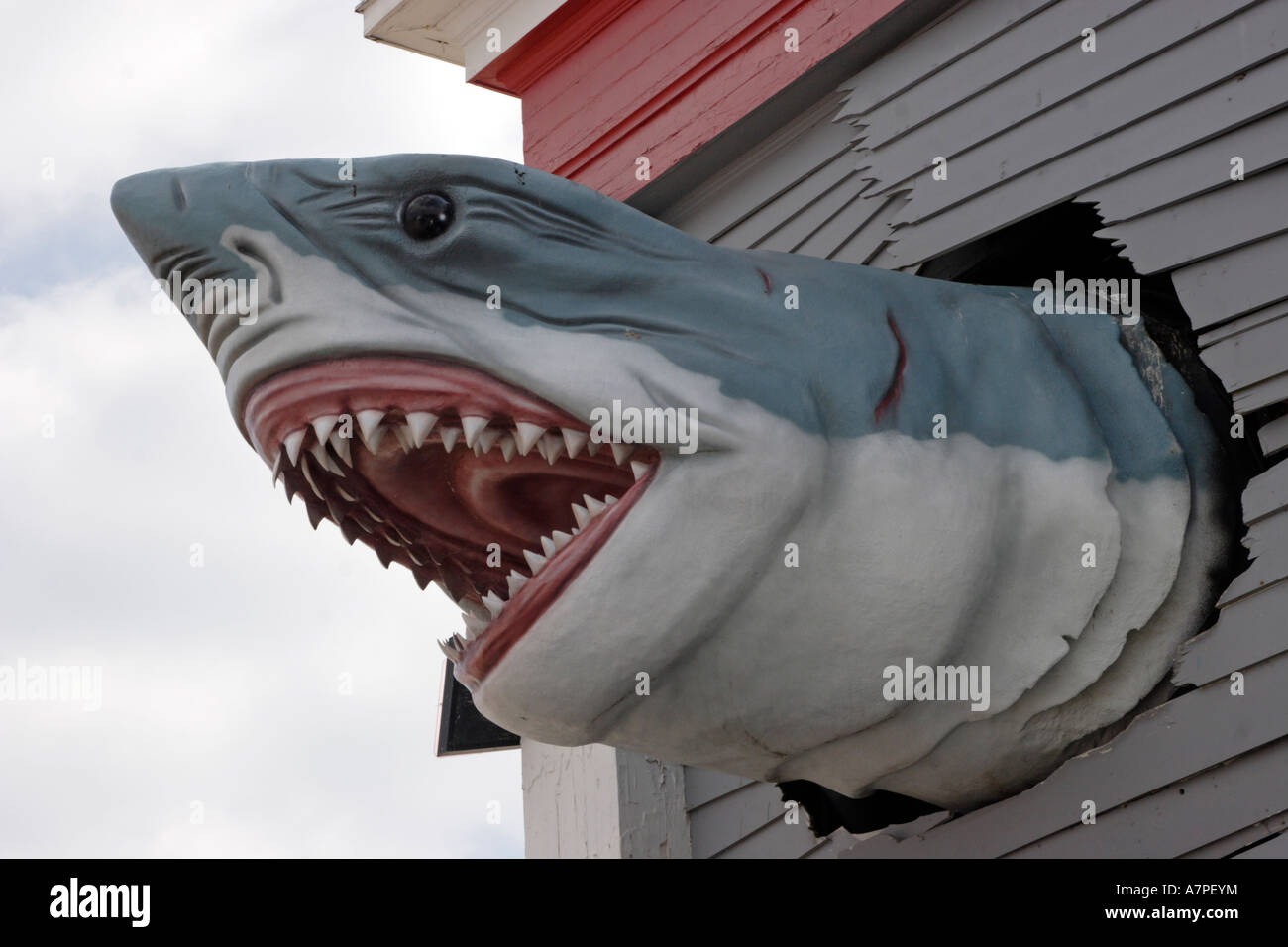 Shark Head sticking out of building Stock Photo - Alamy
