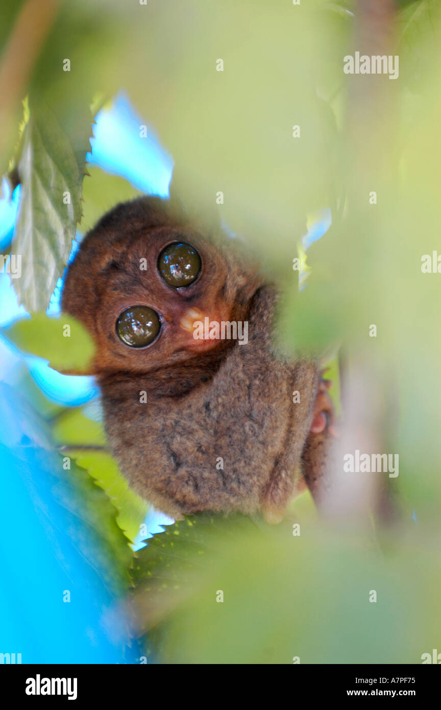 Small Philippine tarsier Monkey in Philippines Bohol Stock Photo - Alamy