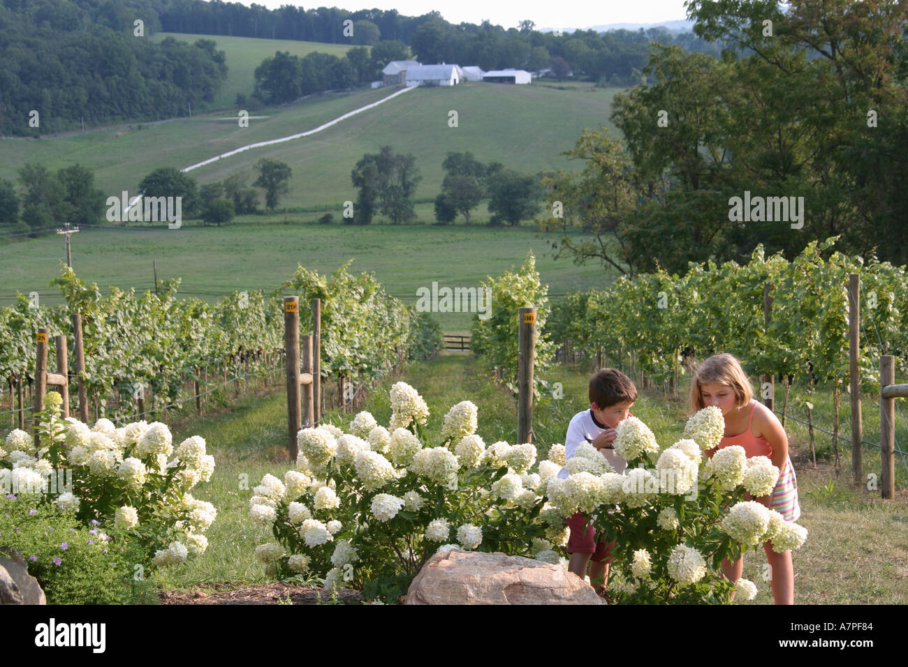 Virginia Loudoun County,Hillsborough Vineyards,vineyard,viticulture ...