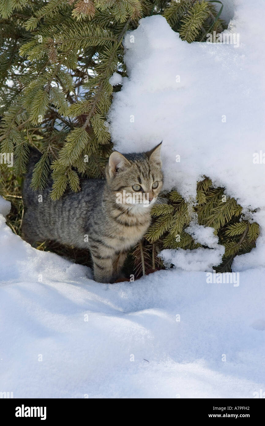 Cat under a tree hi-res stock photography and images - Alamy