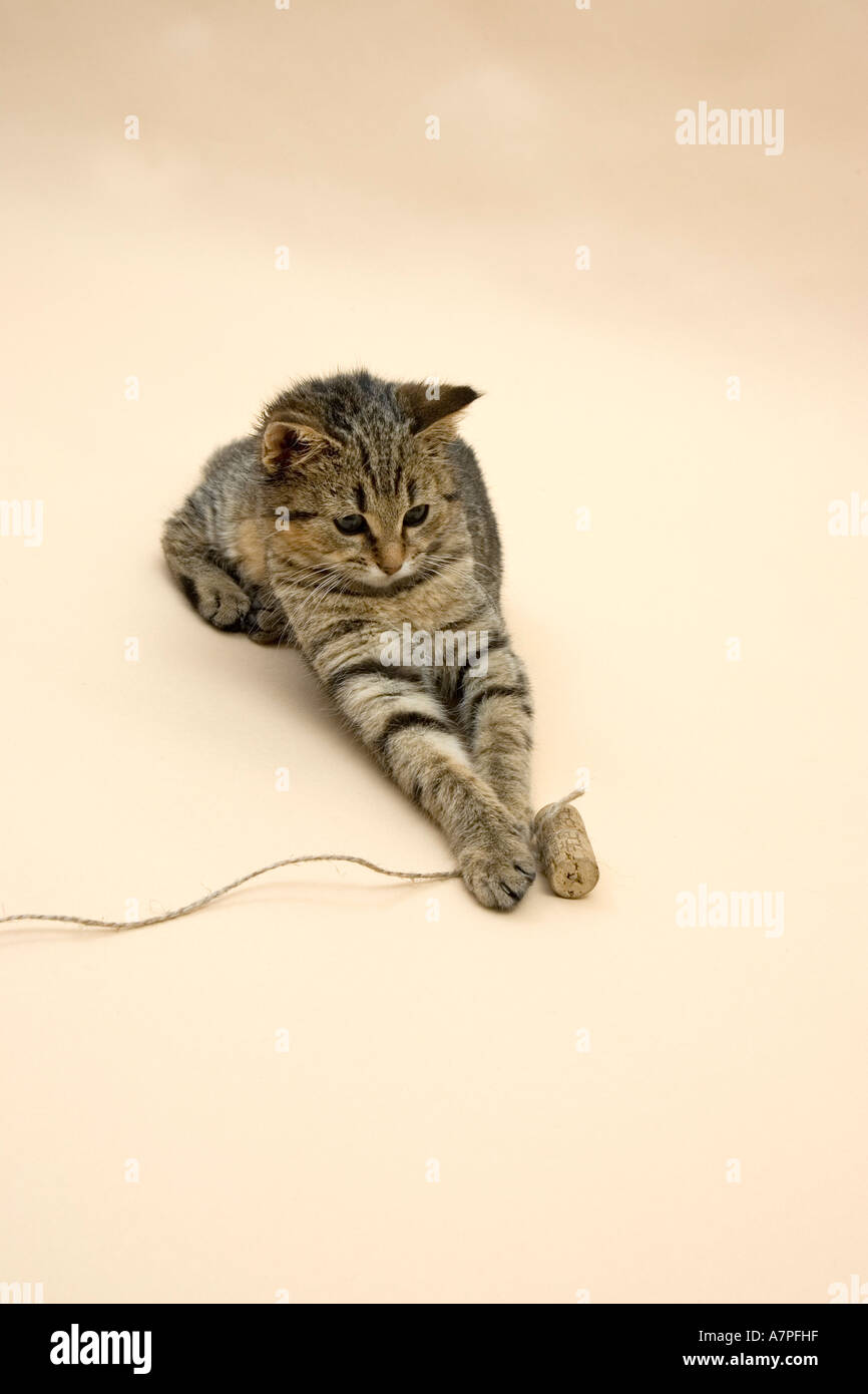 Playing young domestic cat Stock Photo - Alamy