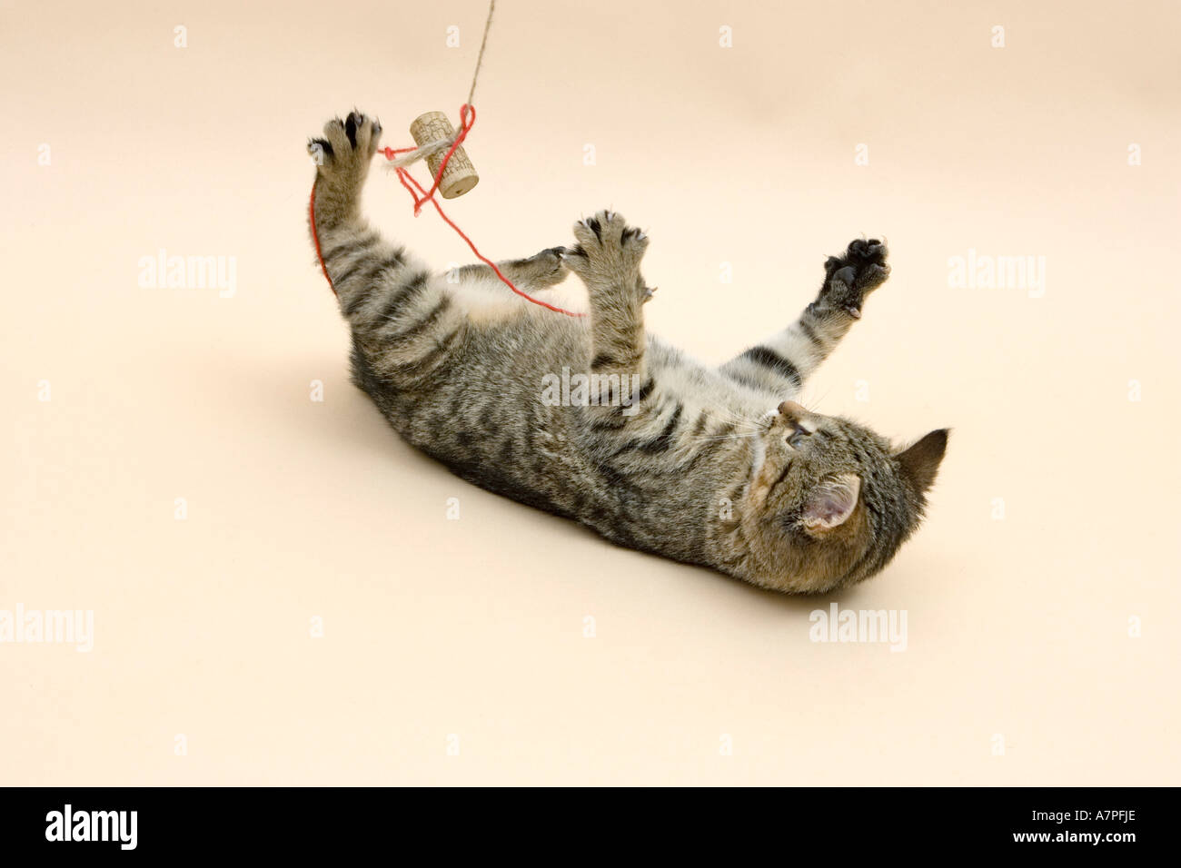 Playing young domestic cat Stock Photo - Alamy