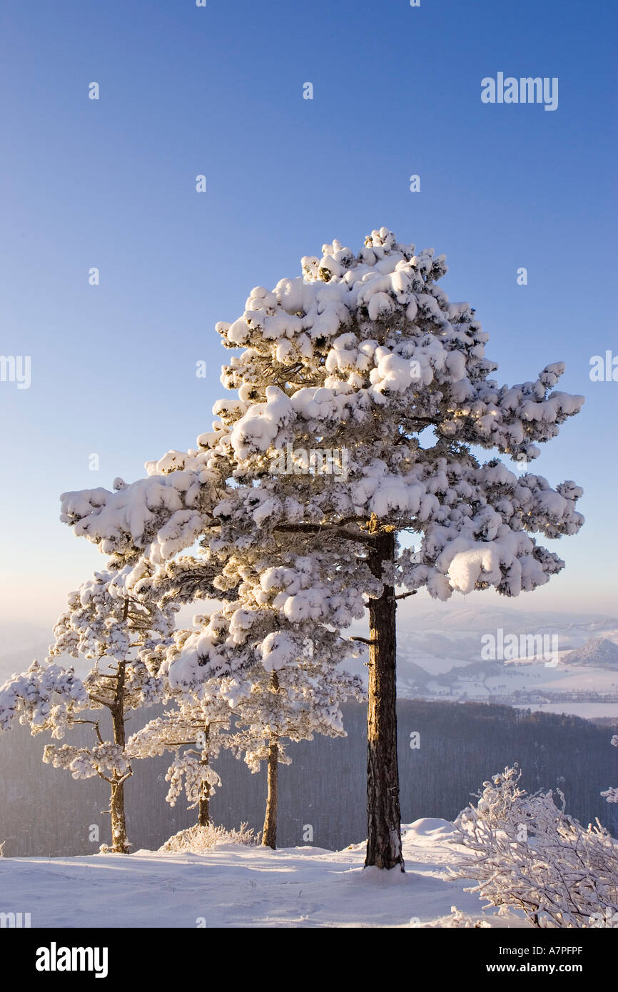 Three snow covered pines on the Peilstein hill Lower Austria Stock ...