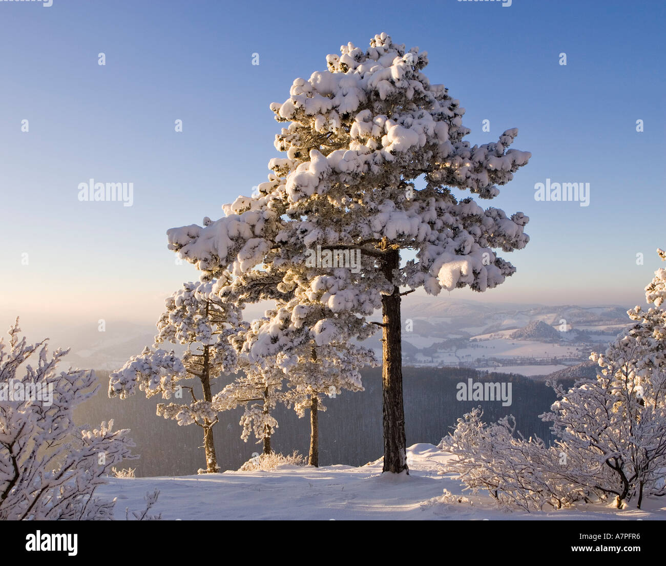 Three snow covered pines on the Peilstein hill Lower Austria Stock ...