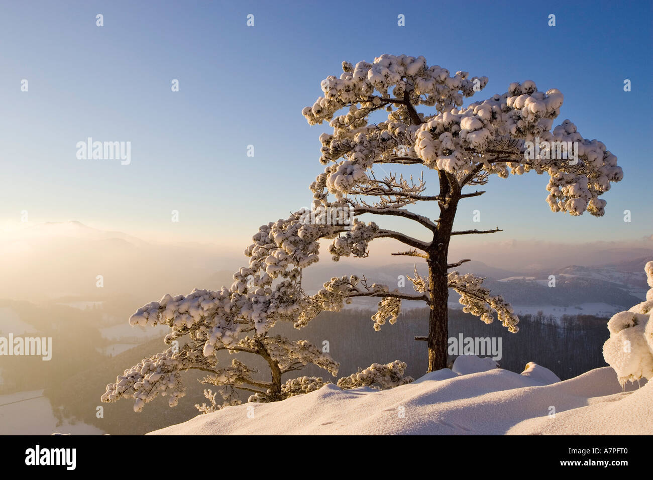 Snow covered pines on the Peilstein hill Lower Austria Stock Photo - Alamy