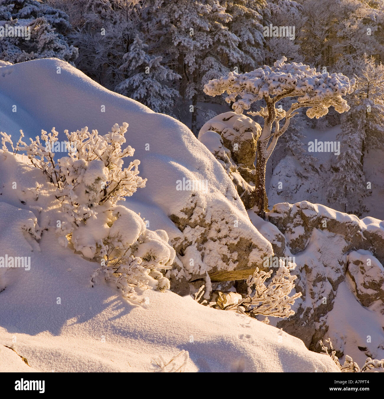 Pine on a rock hi-res stock photography and images - Alamy