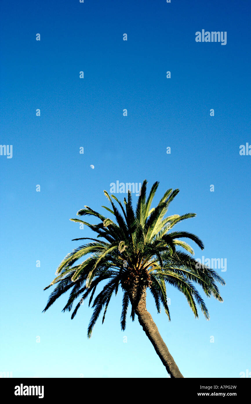 moon light in the palm trees Stock Photo - Alamy