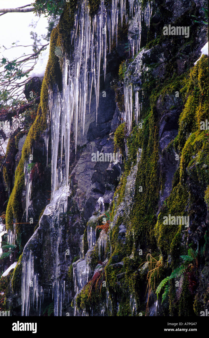 icecles hanging from winter waterfall Fiordland New Zealand Stock Photo ...