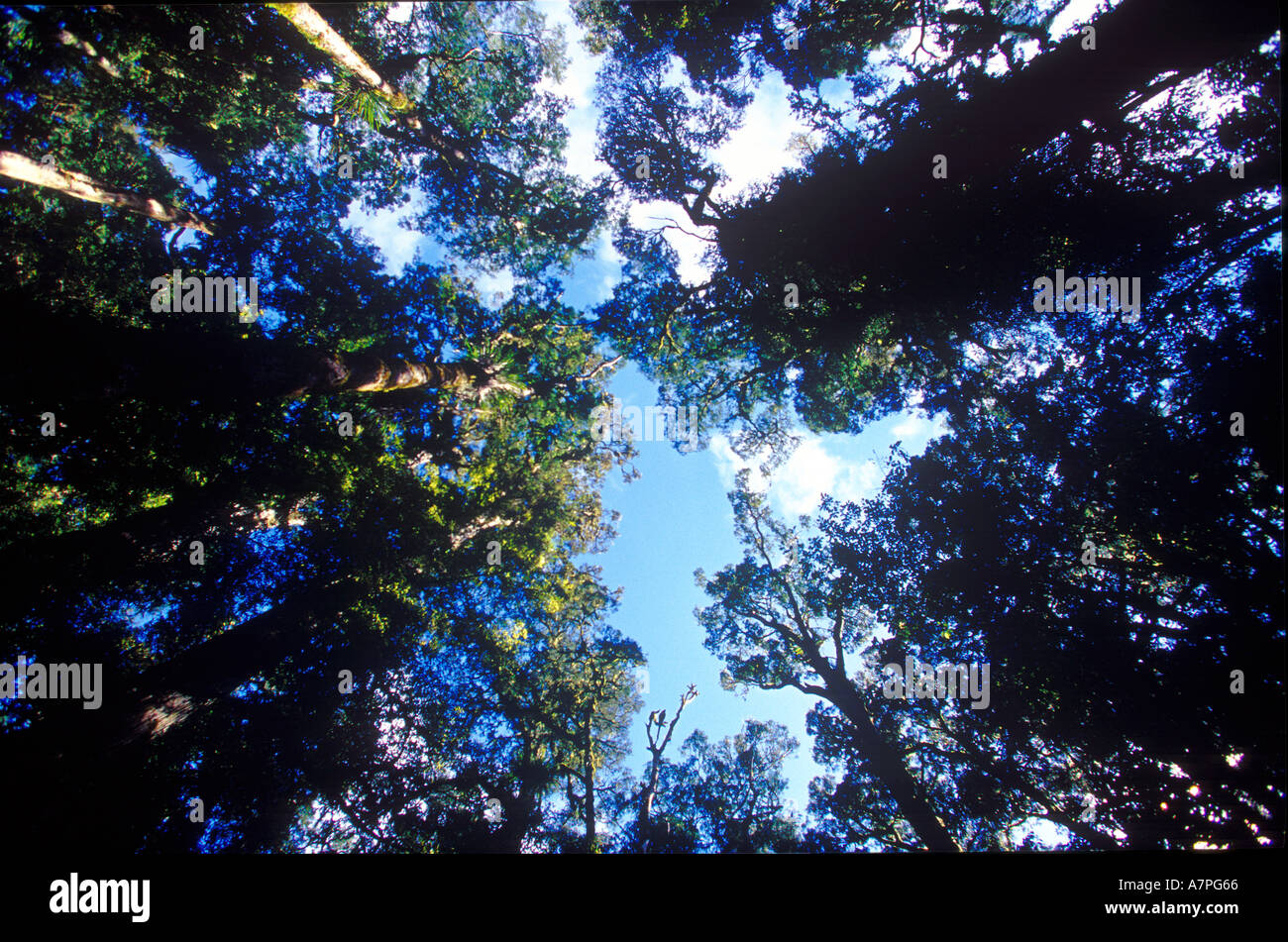 native trees of New Zealand Stock Photo - Alamy