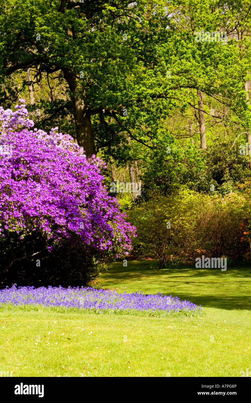 Rhododendrons and Bluebells at Bowood House Rhododendron walks and ...