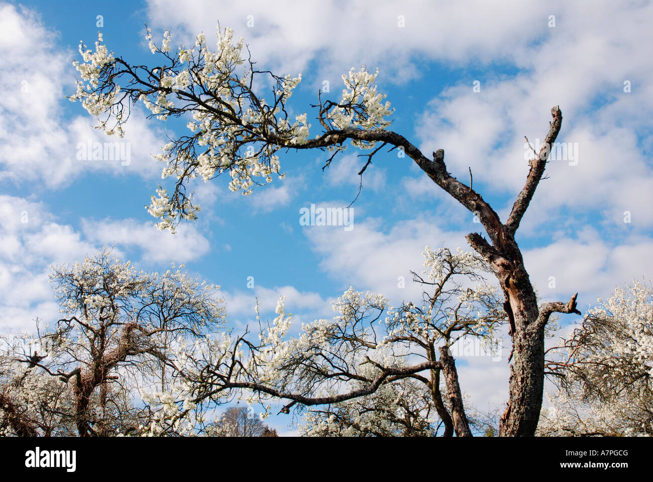 Damson tree hi-res stock photography and images - Alamy