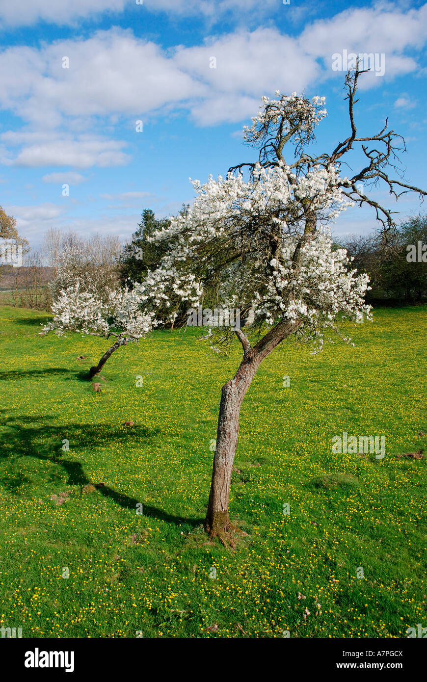 Damson tree hi-res stock photography and images - Alamy