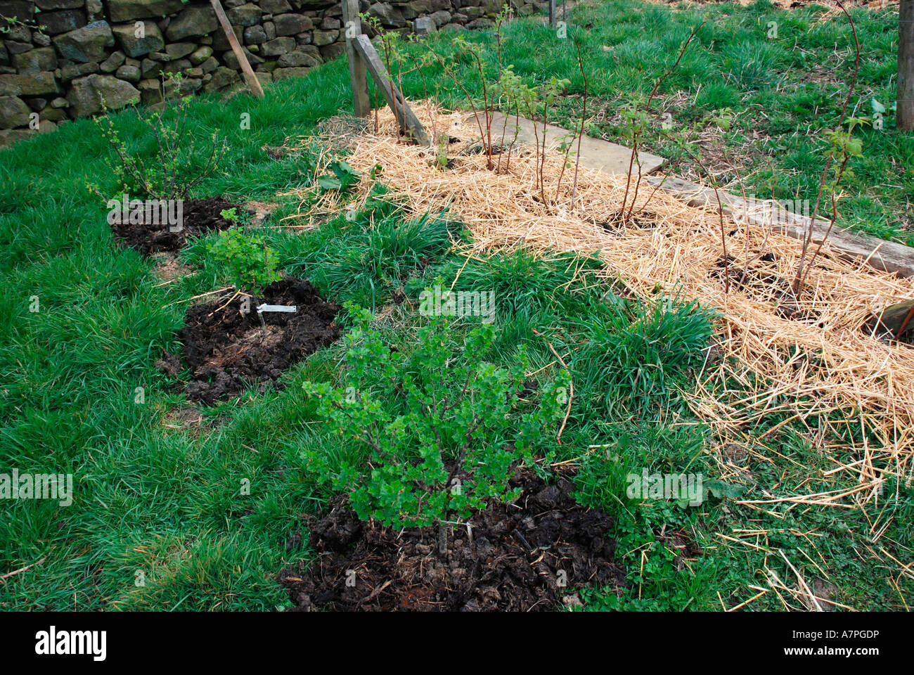Soft fruit mulch Stock Photo - Alamy