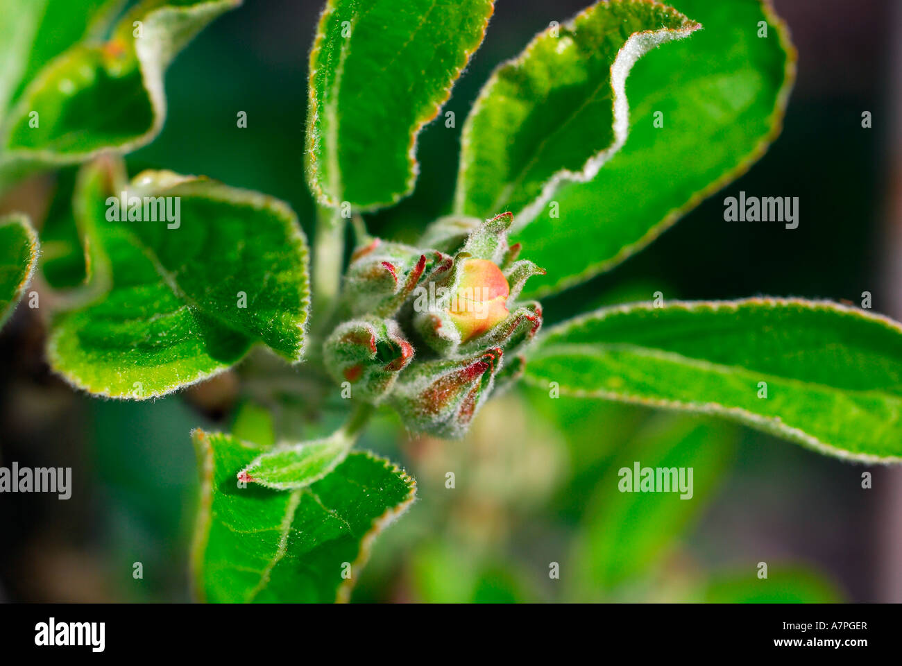 Margil hi-res stock photography and images - Alamy