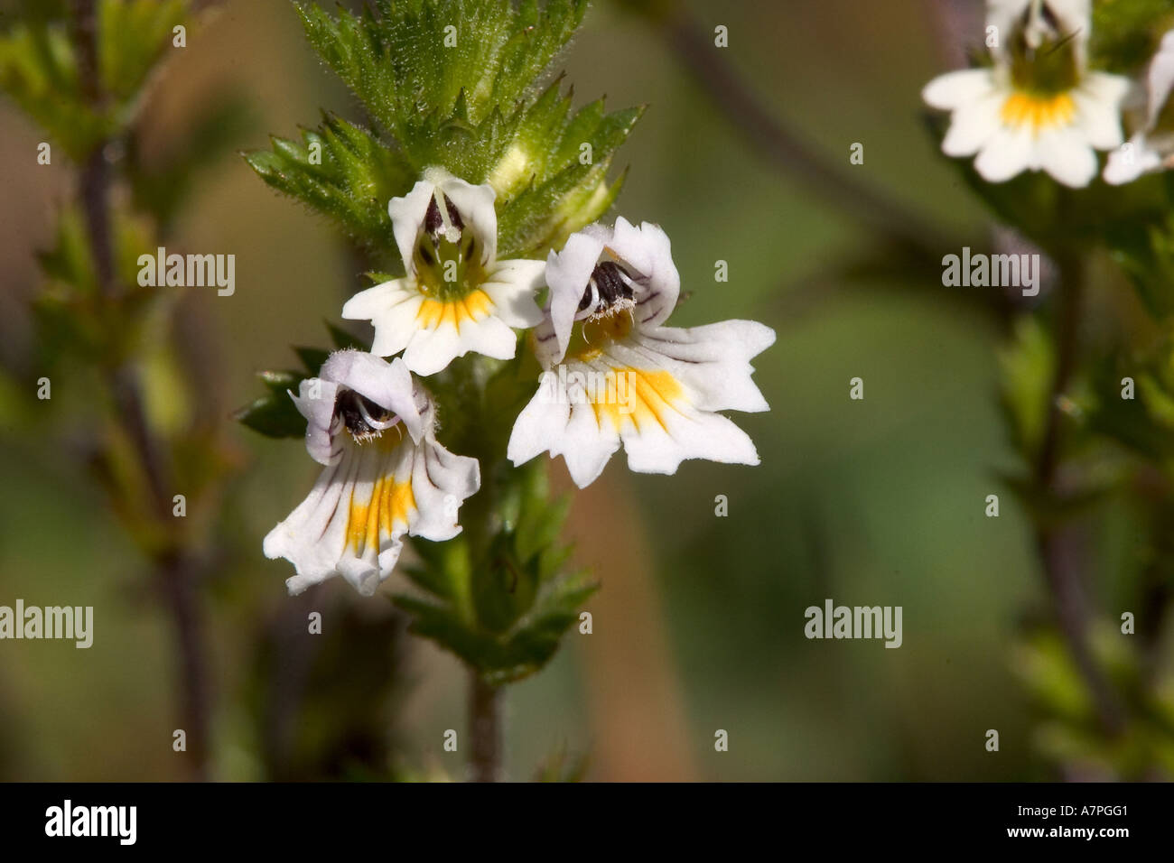 Eyebright (Euphrasia officinalis), blossoms only some millimeters in ...