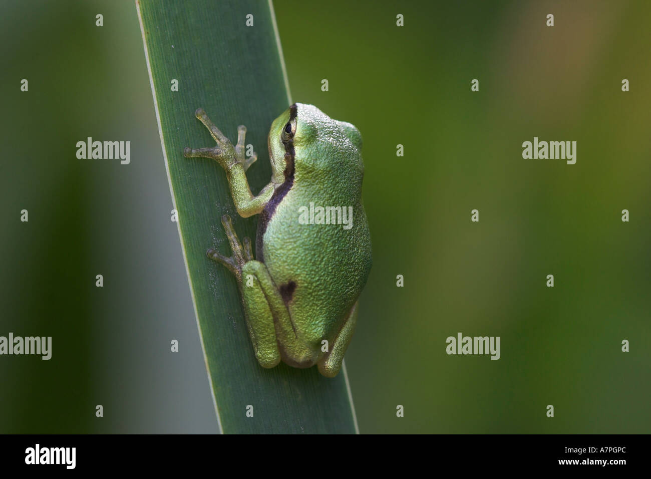 Young tree frog, sitting on a reed leave discovering his new world. The ...