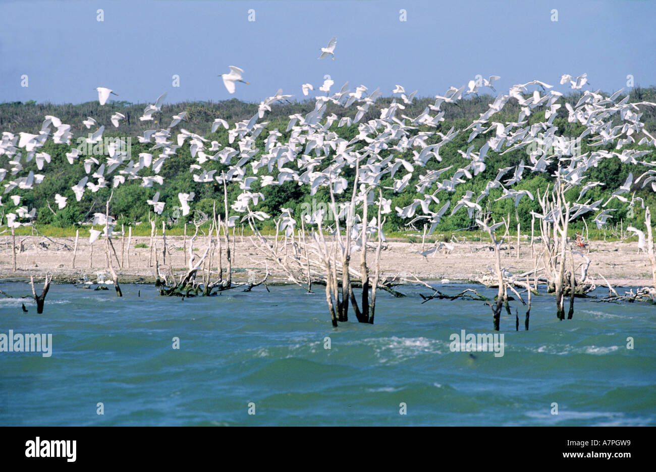 Lago Enriquillo Animals
