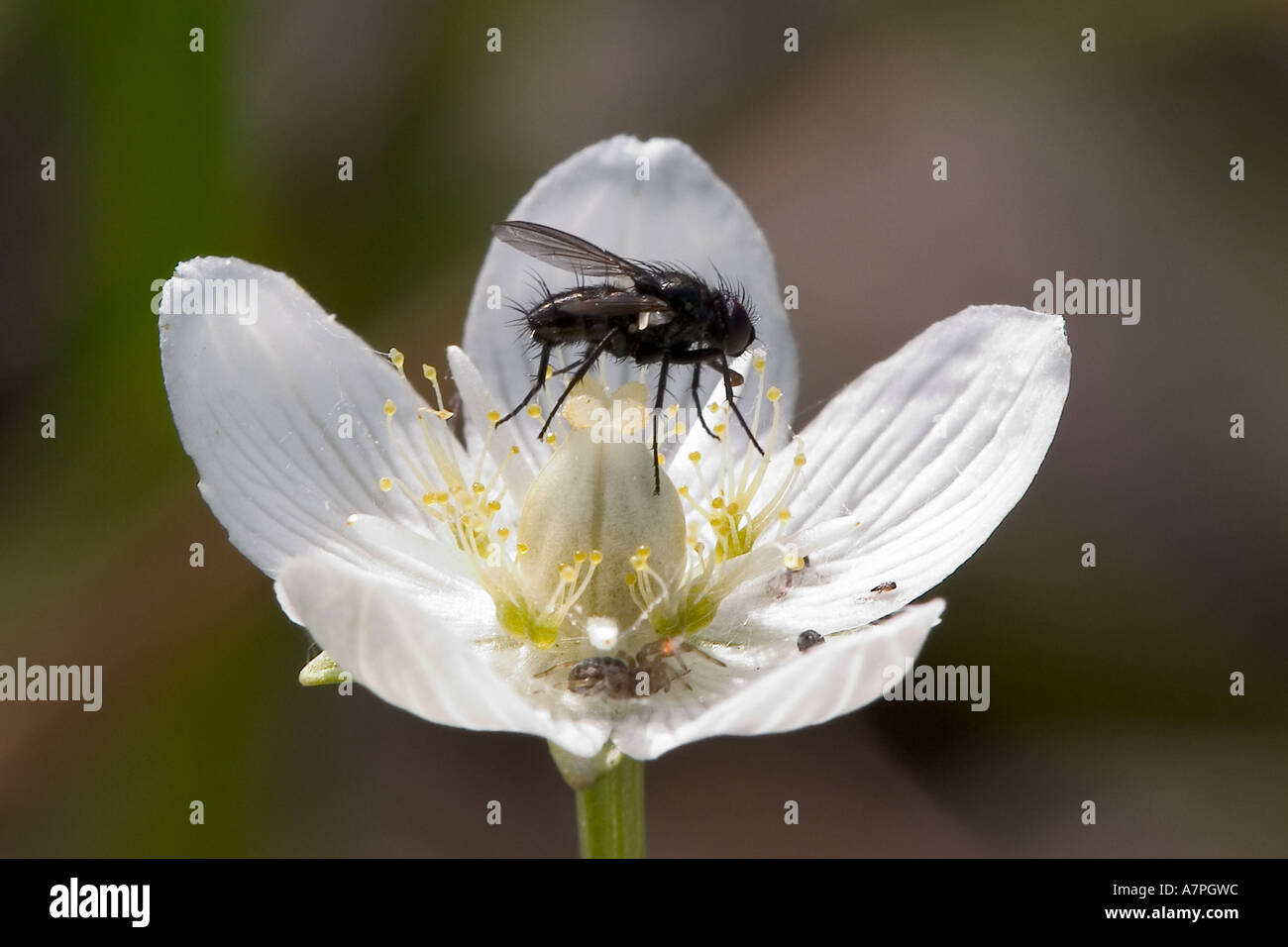 Blossom of parnassia palustris, with insects Stock Photo - Alamy