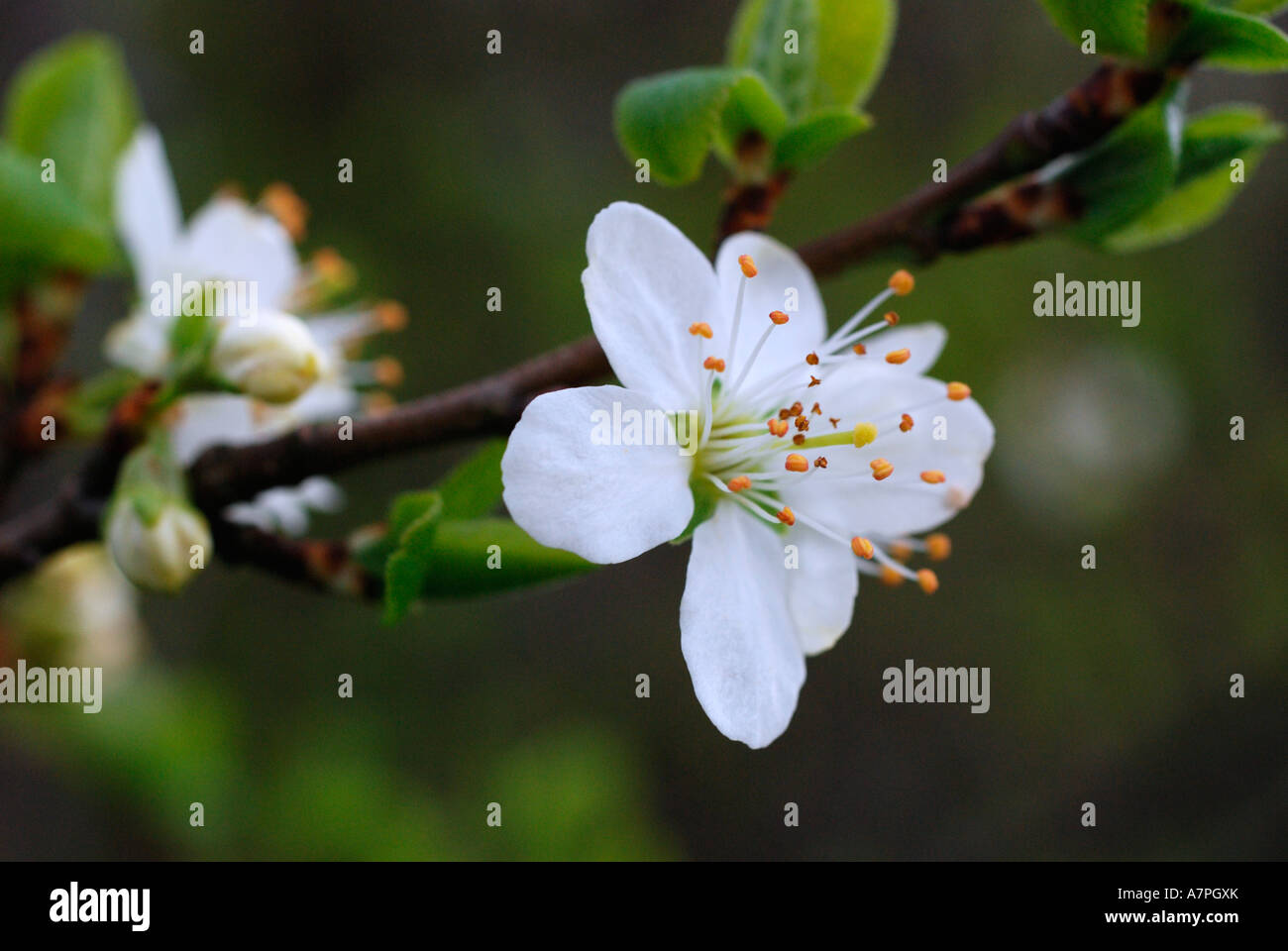 Damson blossom hi-res stock photography and images - Alamy