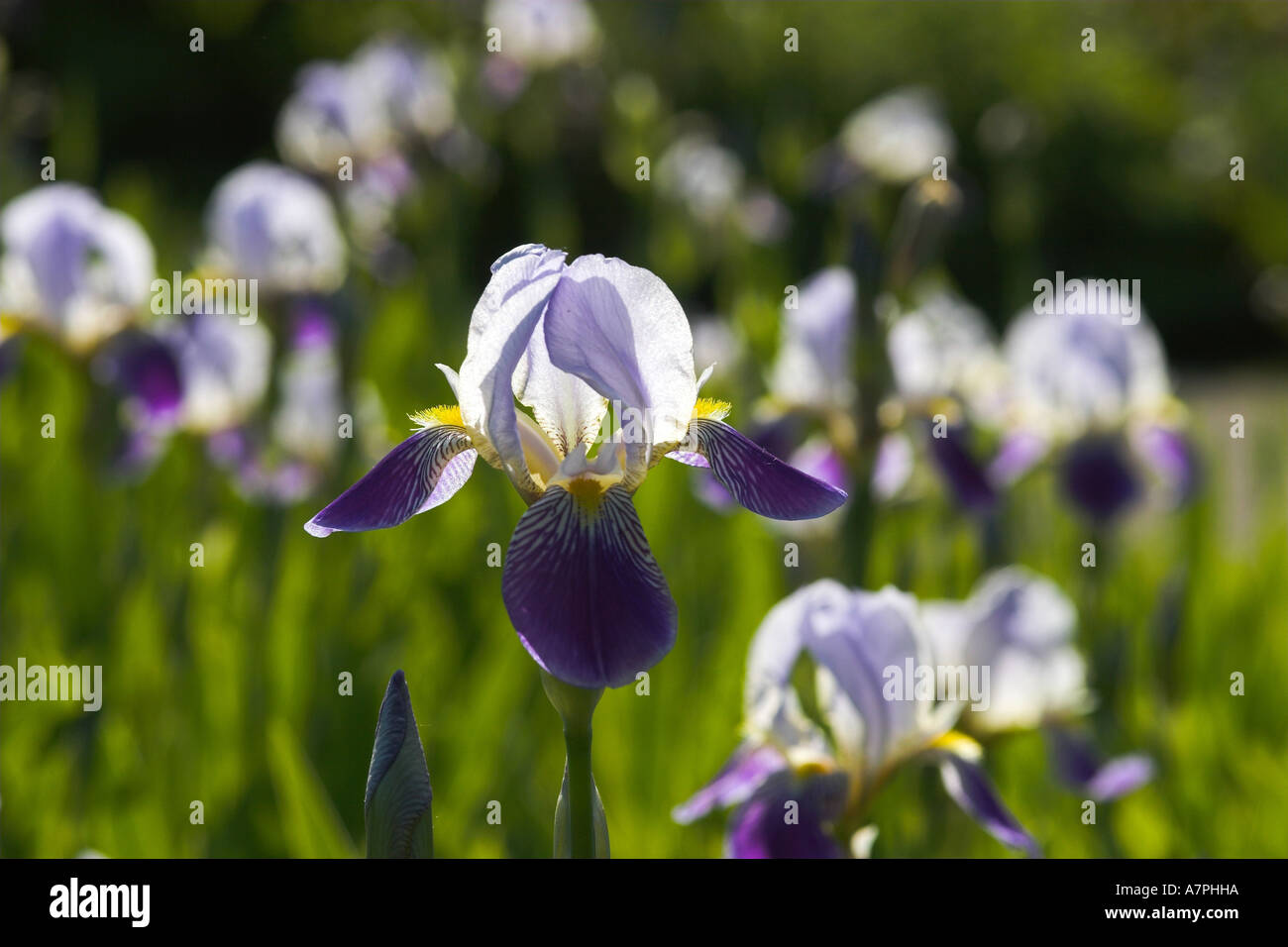 Iris blu hi-res stock photography and images - Alamy