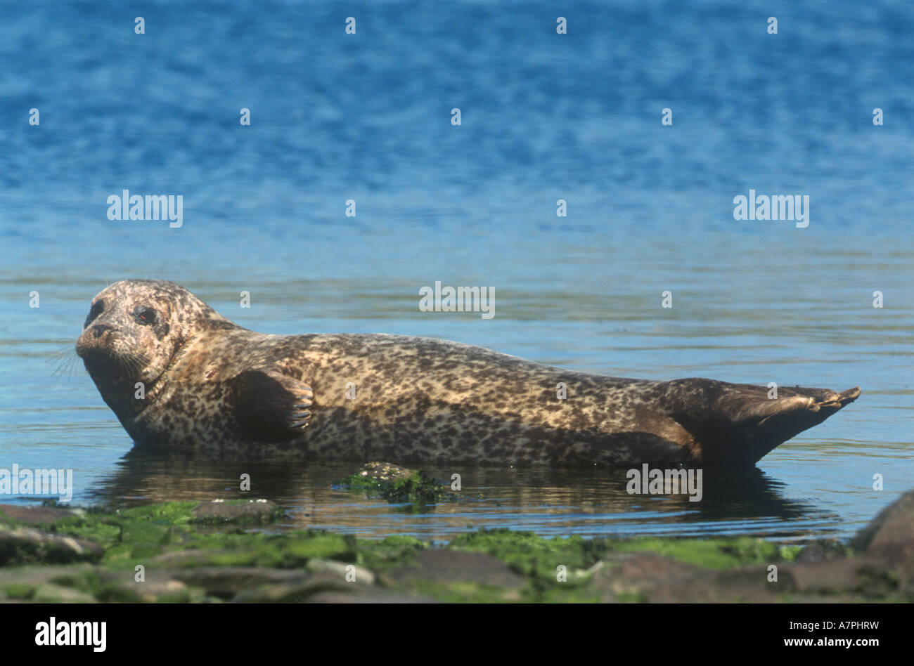 Common Seal Pembrokeshire Stock Photo - Alamy
