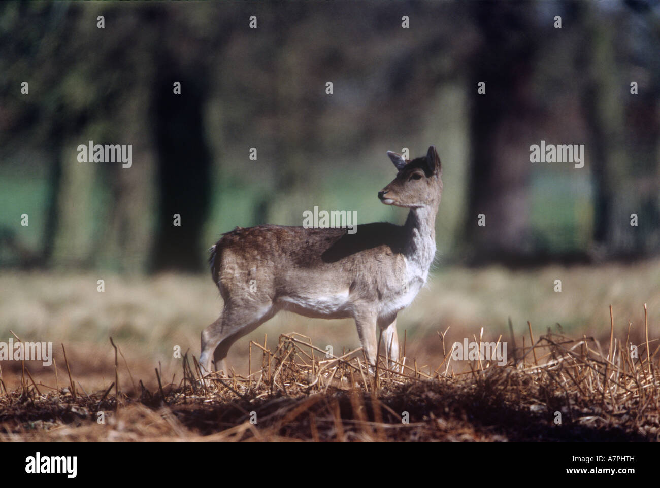 Fallow Deer Doe Animals Stock Photo - Alamy