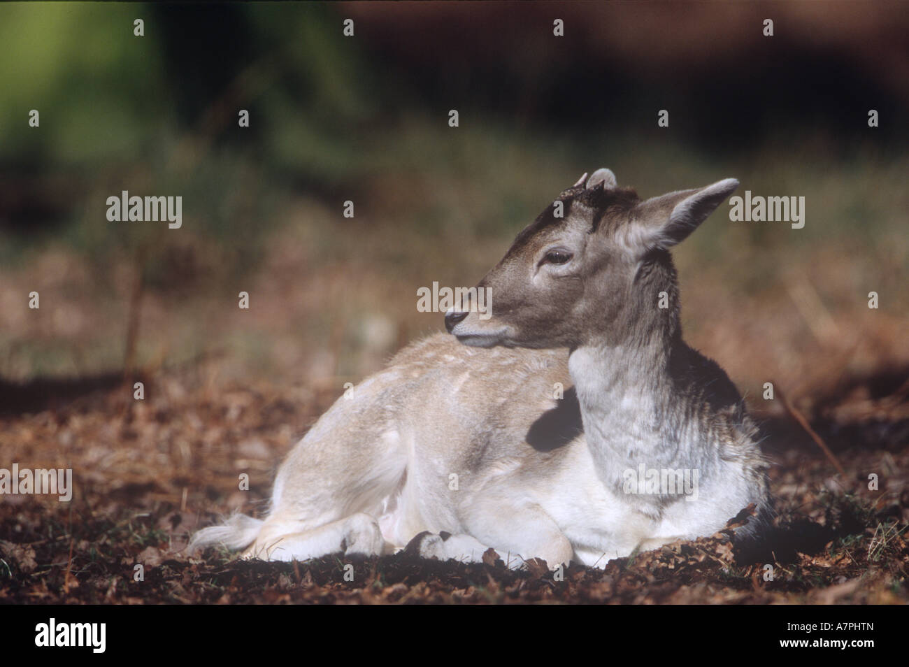 Young Fallow Deer Buck Animals Stock Photo - Alamy