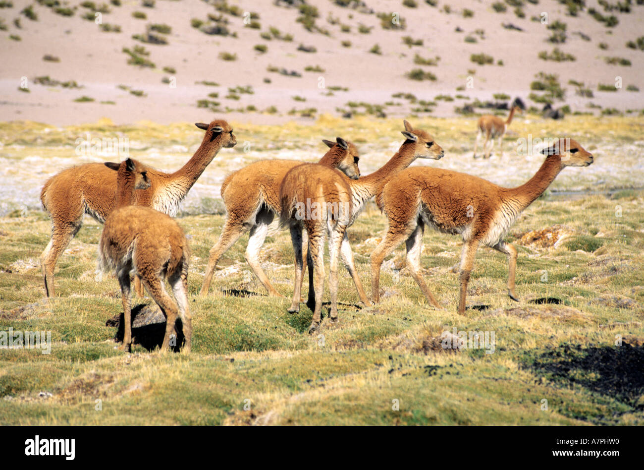 Chile, Tarapaca region, Lauca National Park, vicunas Stock Photo - Alamy