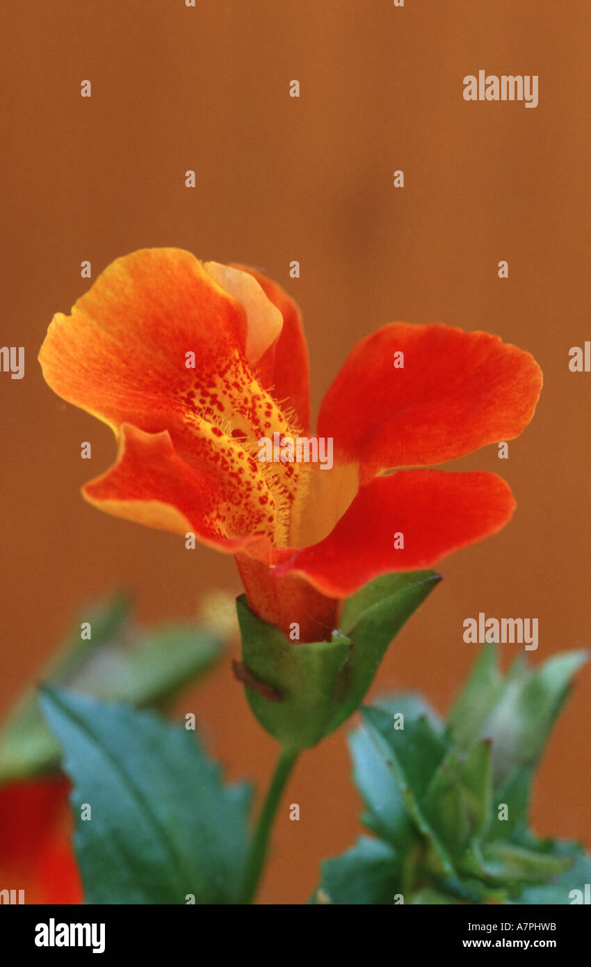 yellow monkeyflower (Mimulus guttatus), special form red blossoms ...