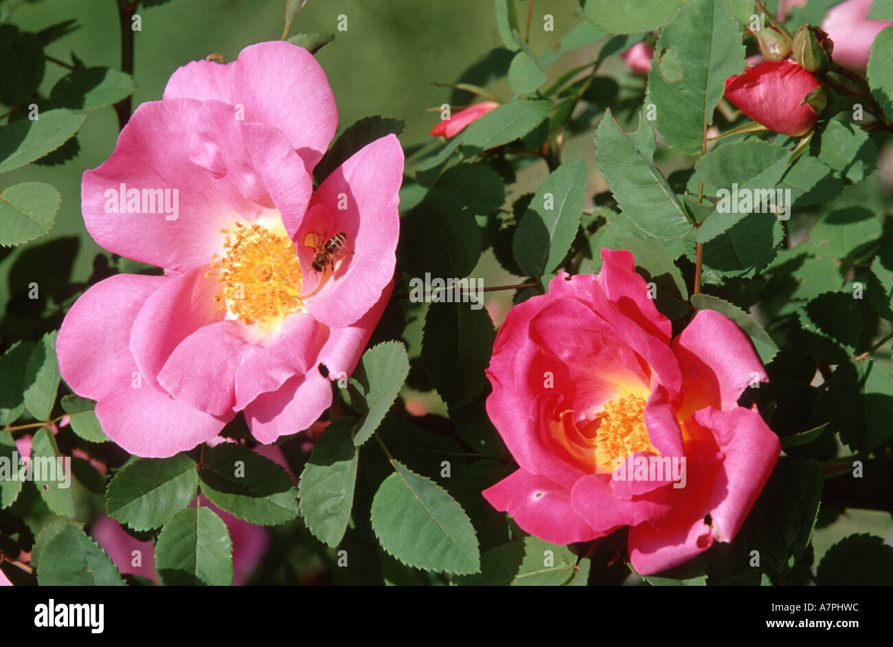 French rose rosa gallica hi-res stock photography and images - Alamy