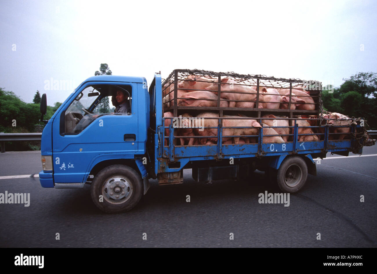 Transport of pig animal hi-res stock photography and images - Alamy