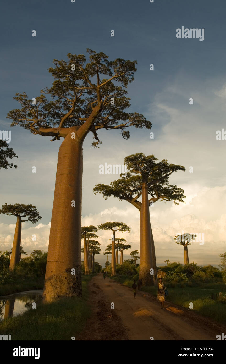 Madagascar bottle baobab hi-res stock photography and images - Alamy