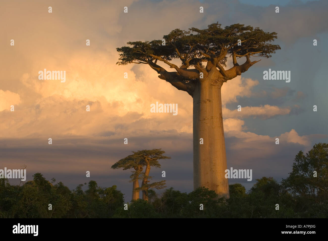 Baobab trees (Adansonia grandidieri) at sunset, Morondava, Madagascar ...