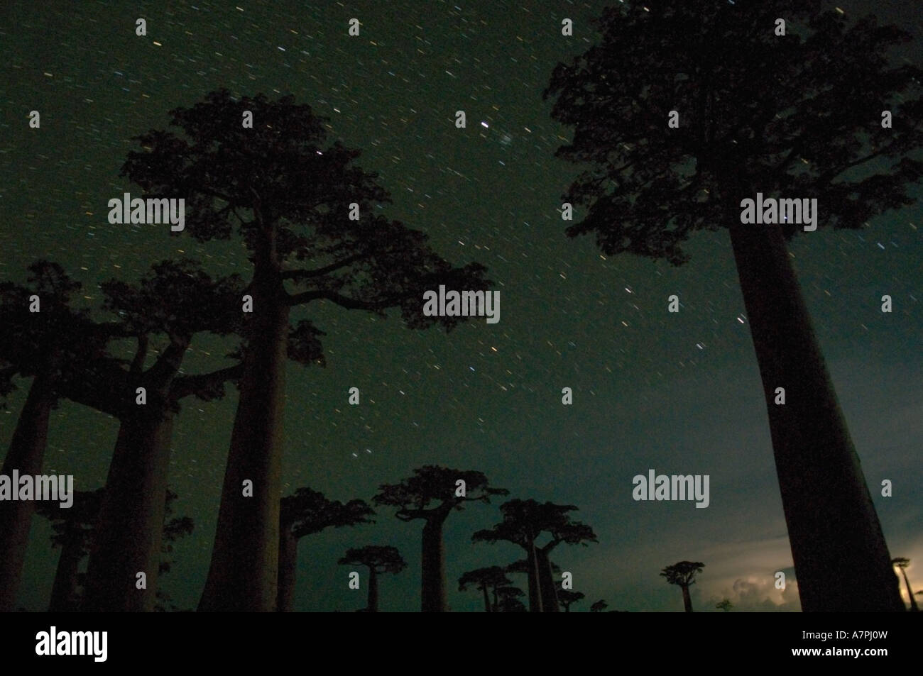 Baobab trees night sky stars hi-res stock photography and images - Alamy