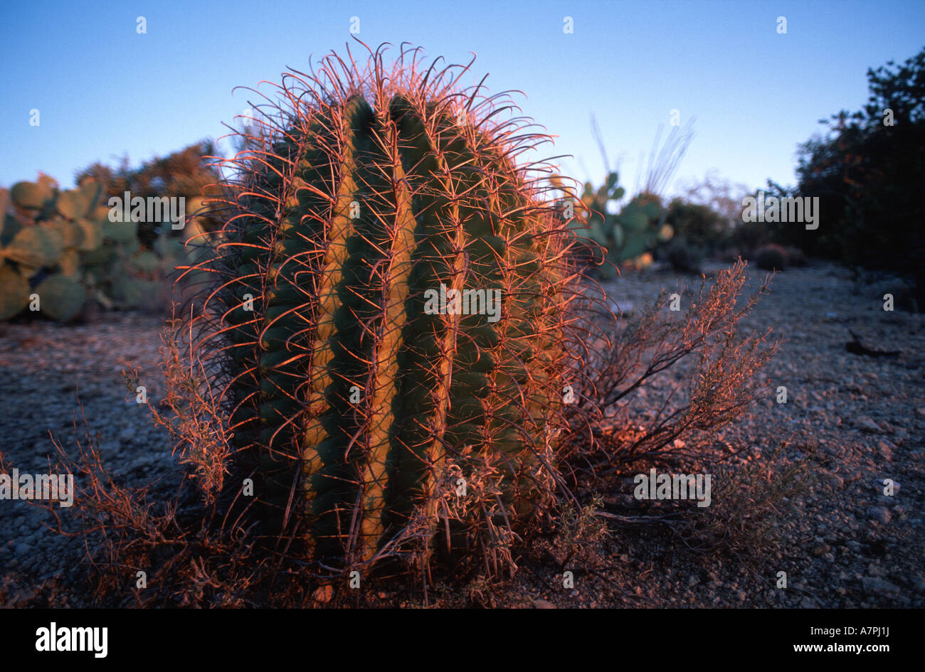 Fishhook barrel cactus, genus Ferocactus, at sunset, Sonoran desert ...