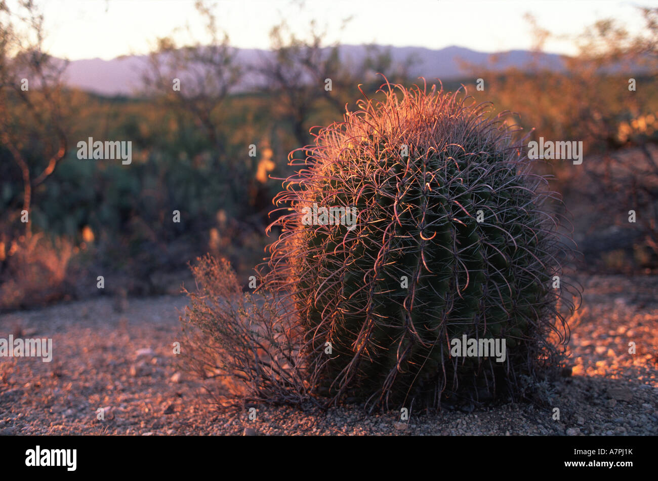 Fishhook barrel cactus, genus Ferocactus, at sunset, Sonoran desert ...